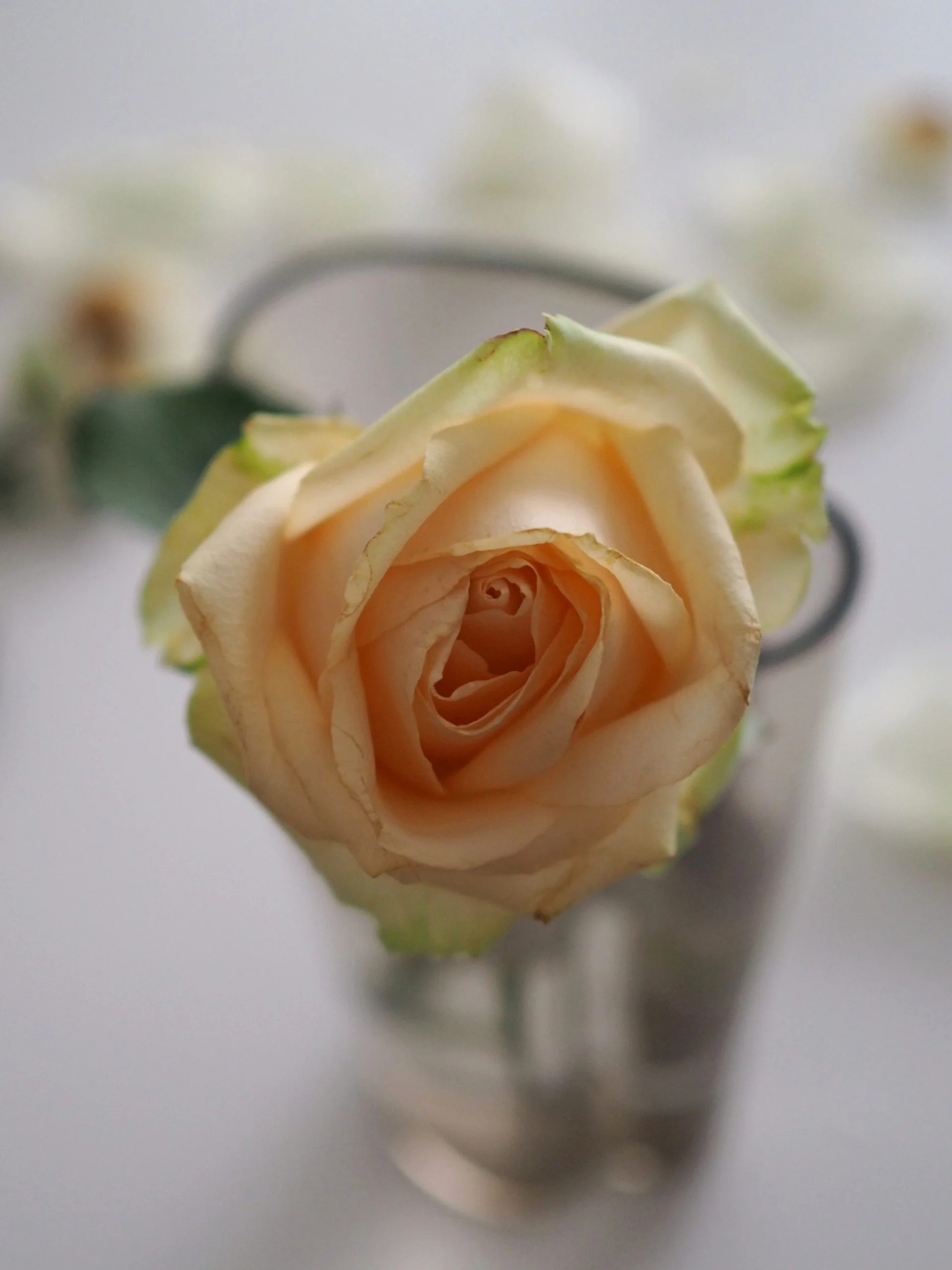 Kauanko leikkoruusu kestää maljakossa? | Hymyilevä koti›